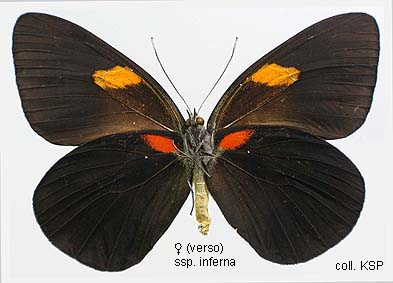 Papua Insects Foundation (Lepidoptera/Pieridae/Pierinae(Delias aruna)